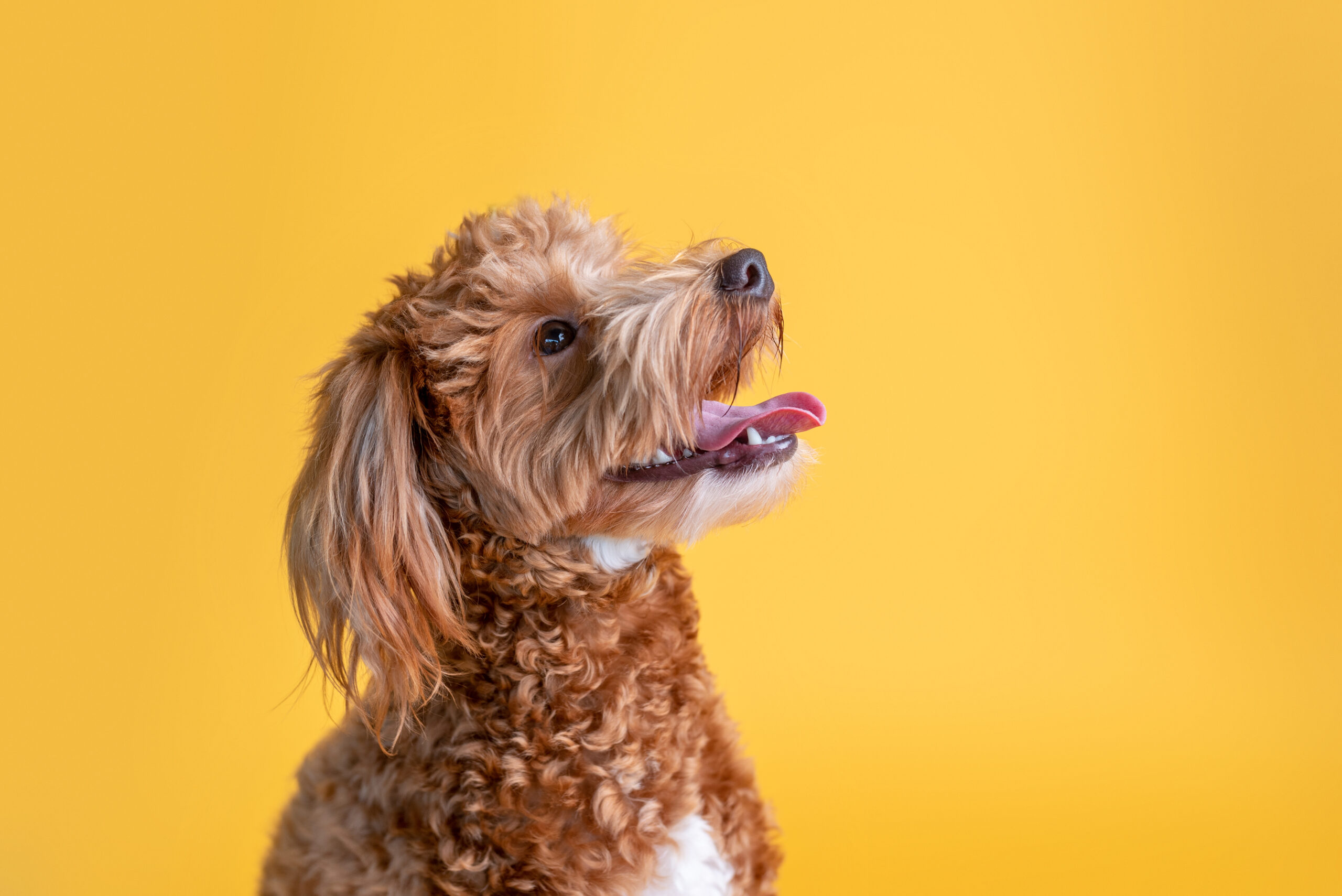 Dog Breed Info | Mini Irish Doodle Puppies Sale in Bergen County
