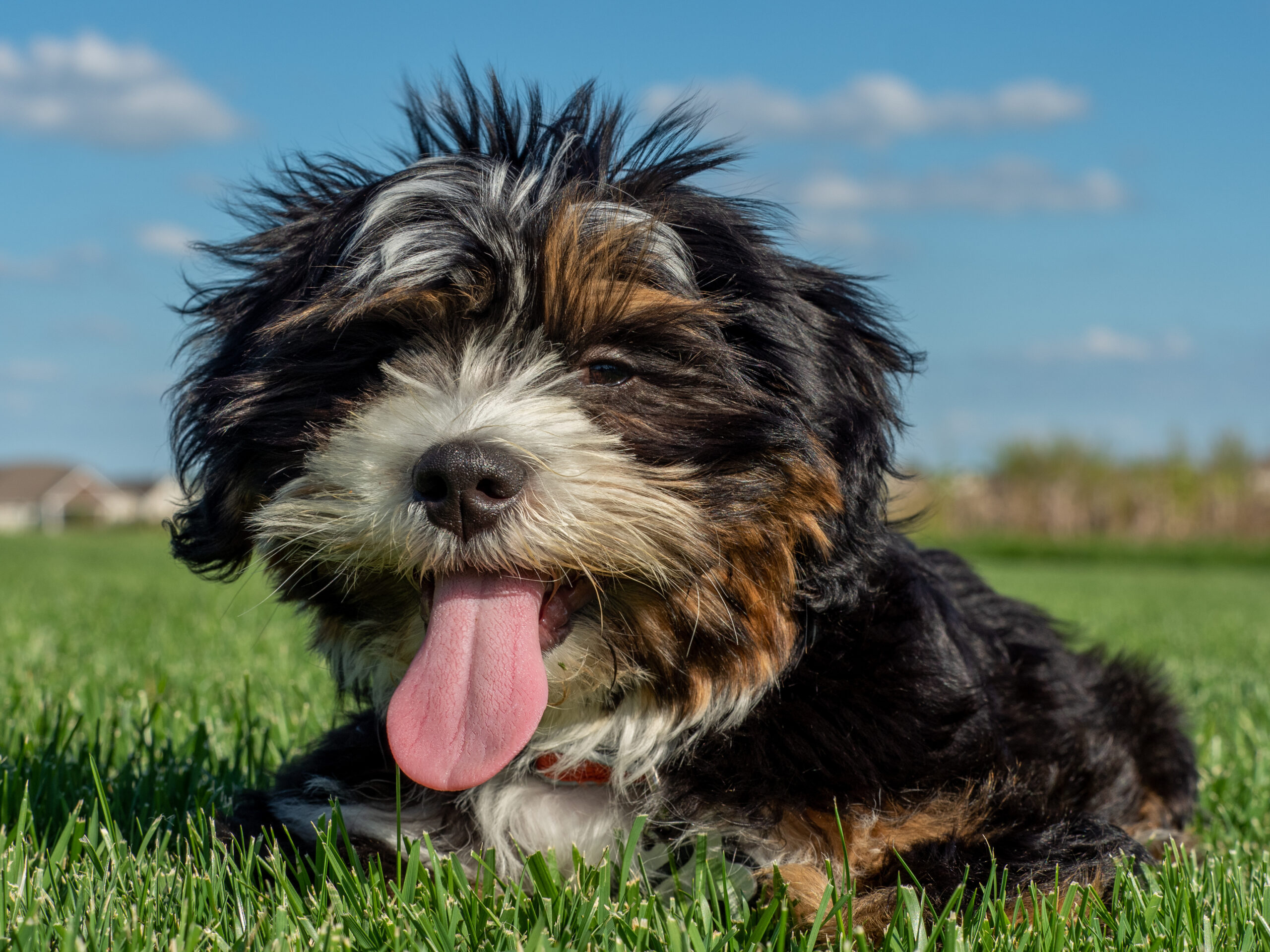Malshi Breed Info | Malshi Puppies for Sale in Bergen County