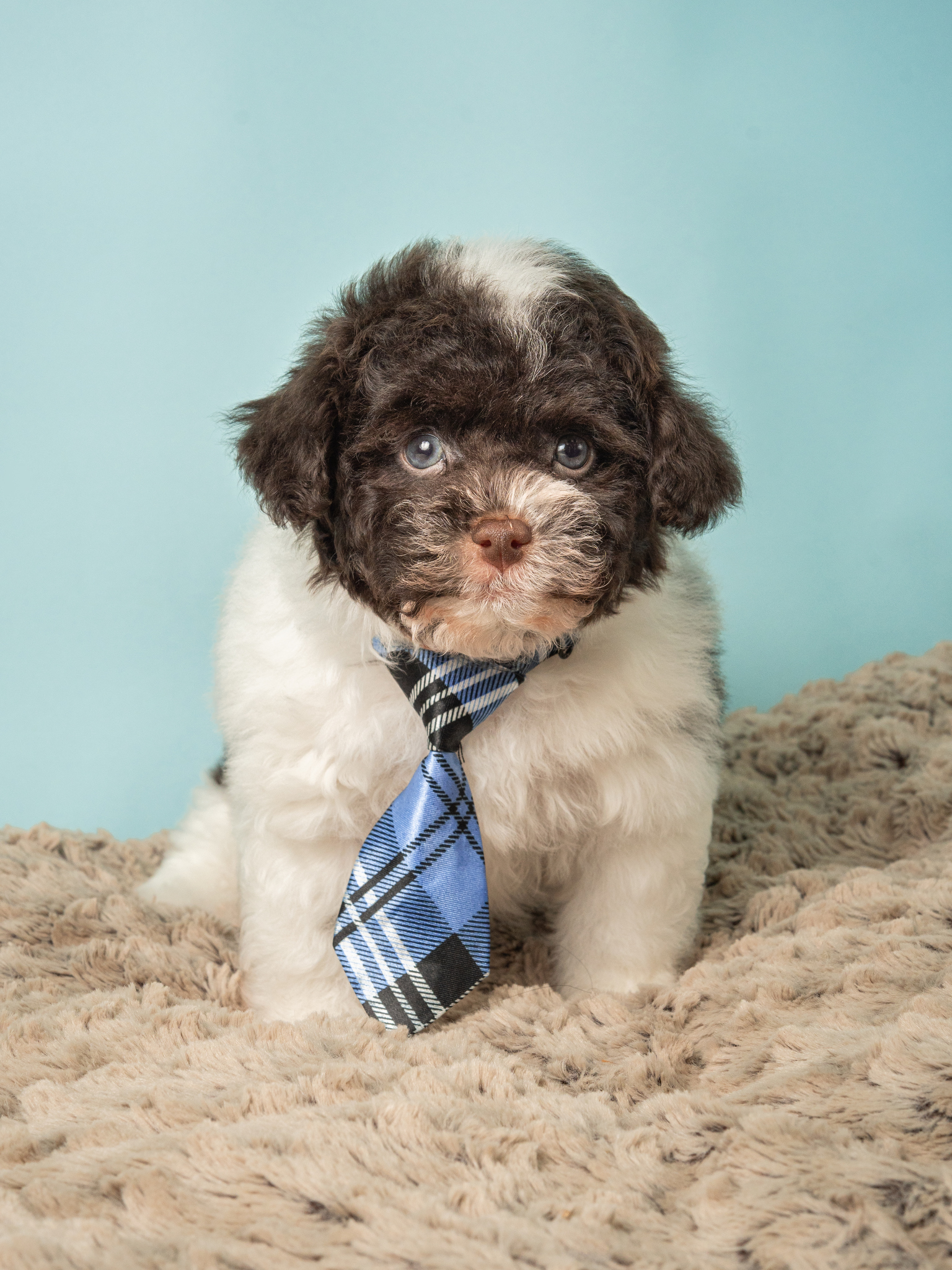 Puppies - Silver Nickel Puppies