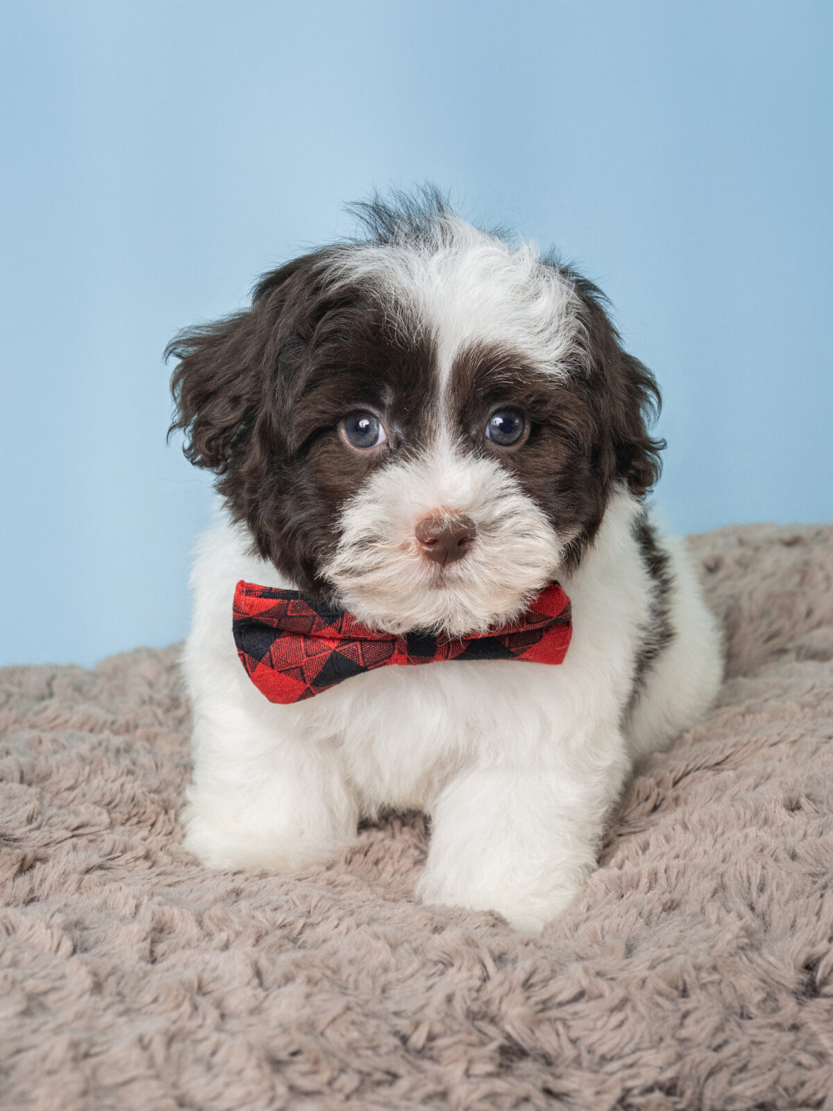 Available Puppies (In Store) >> Silver Nickel Puppies