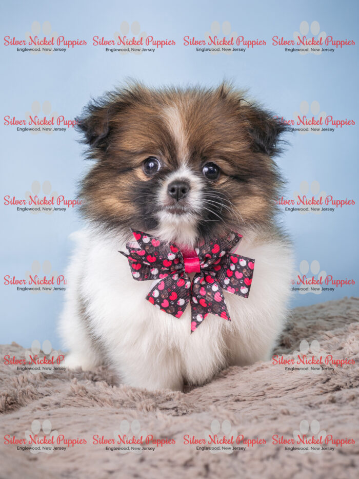 Shiranian Female - Silver Nickel Puppies